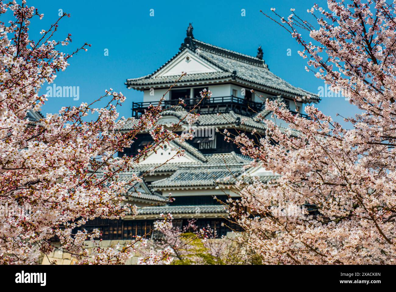 Cherry blossom in the Matsuyama Castle, Shikoku, Japan, Asia Copyright ...