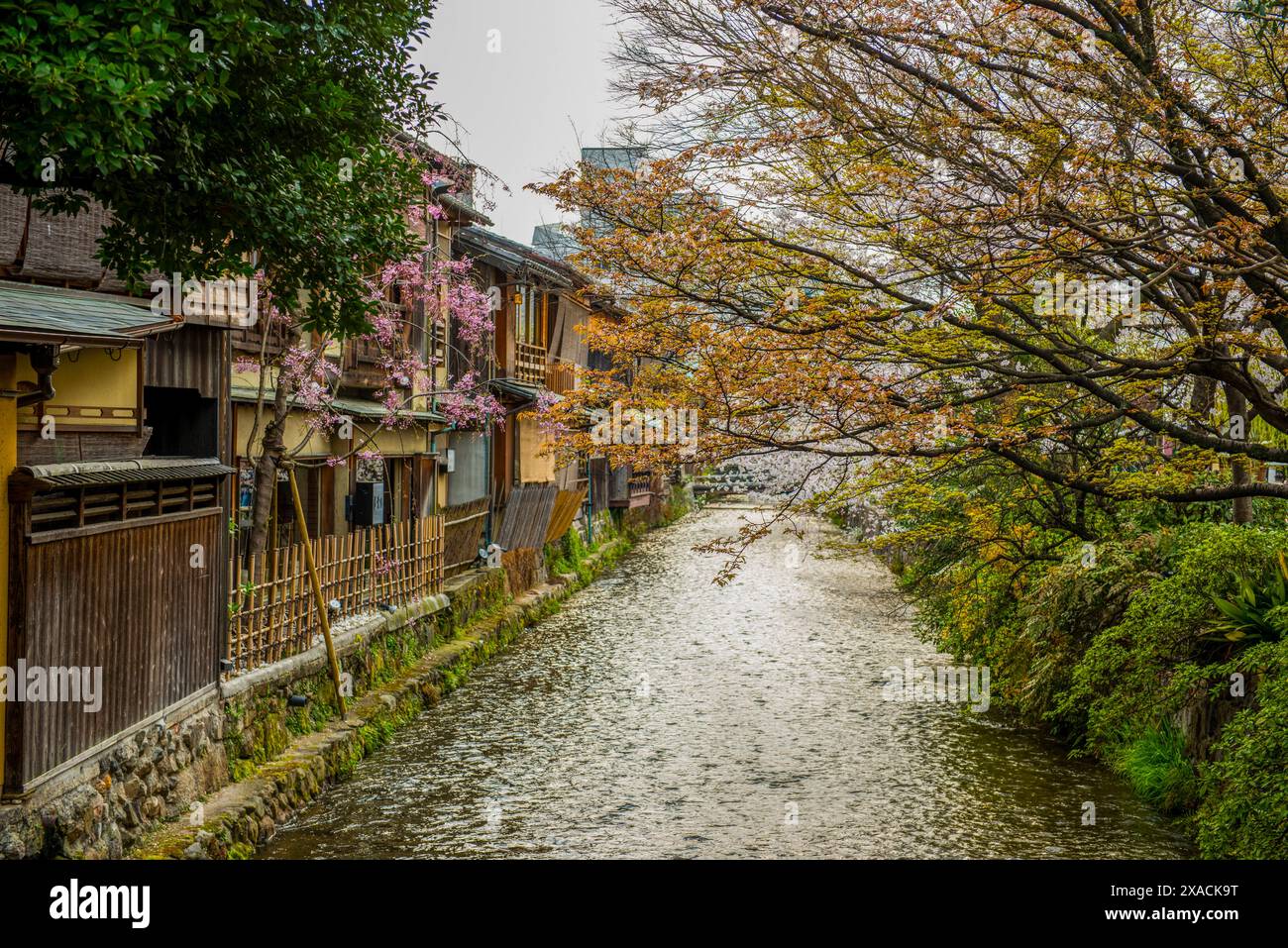 Cherry blossom tree in the Geisha quarter of Gion, Kyoto, Honshu, Japan ...