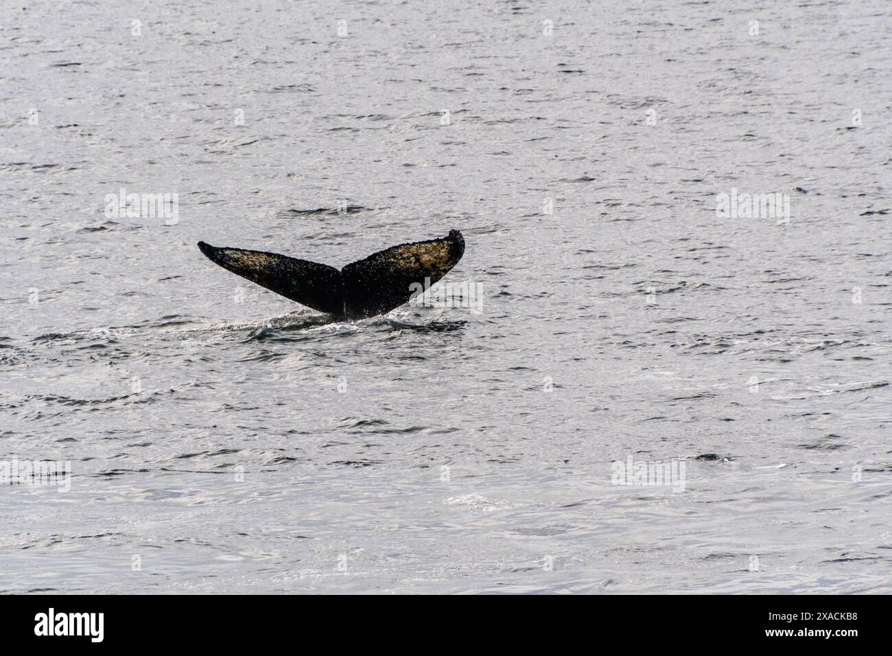 Close-up of the tail of a diving humpback whale -Megaptera novaeangliae ...