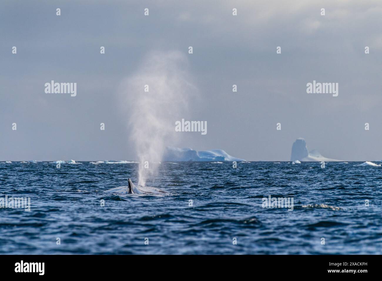 Close-up of the lateral fin of a sleeping Humpback Whale -Megaptera ...