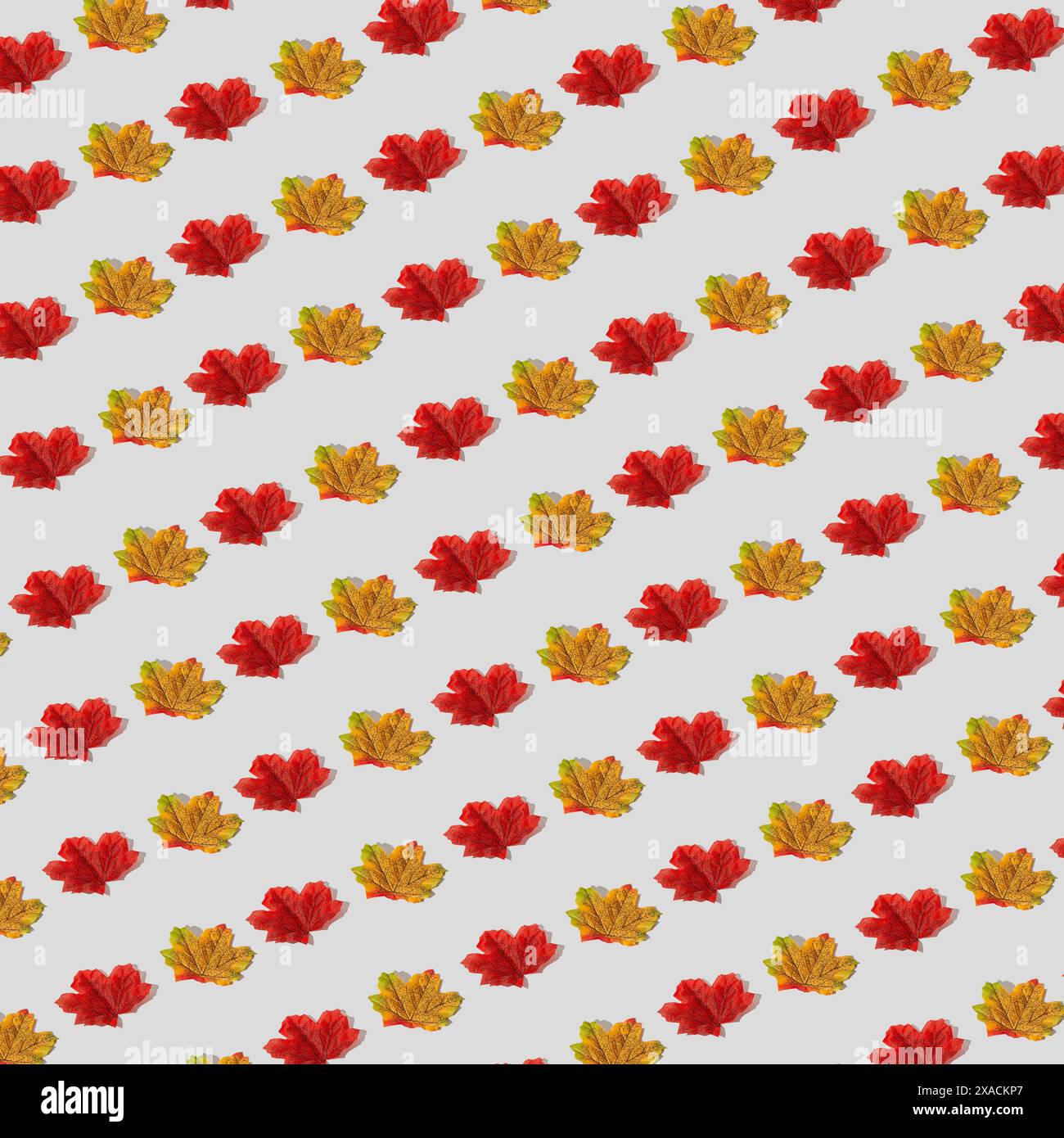 Trendy autumn or fall pattern made with colorful fallen leaves on white ...