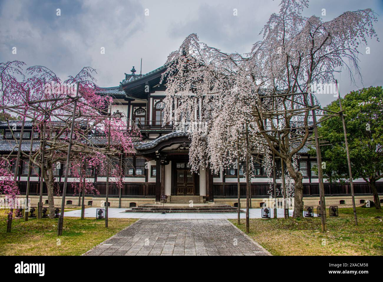 Cherry blossom trees in front of a traditional house, UNESCO World ...