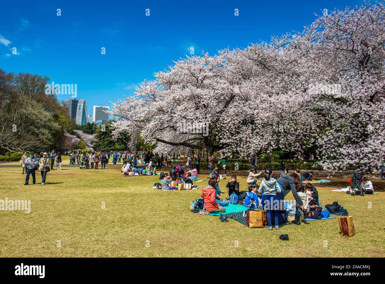 Picnic in the cherry blossom in the Shinjuku-Gyoen Park, Tokyo, Honshu ...