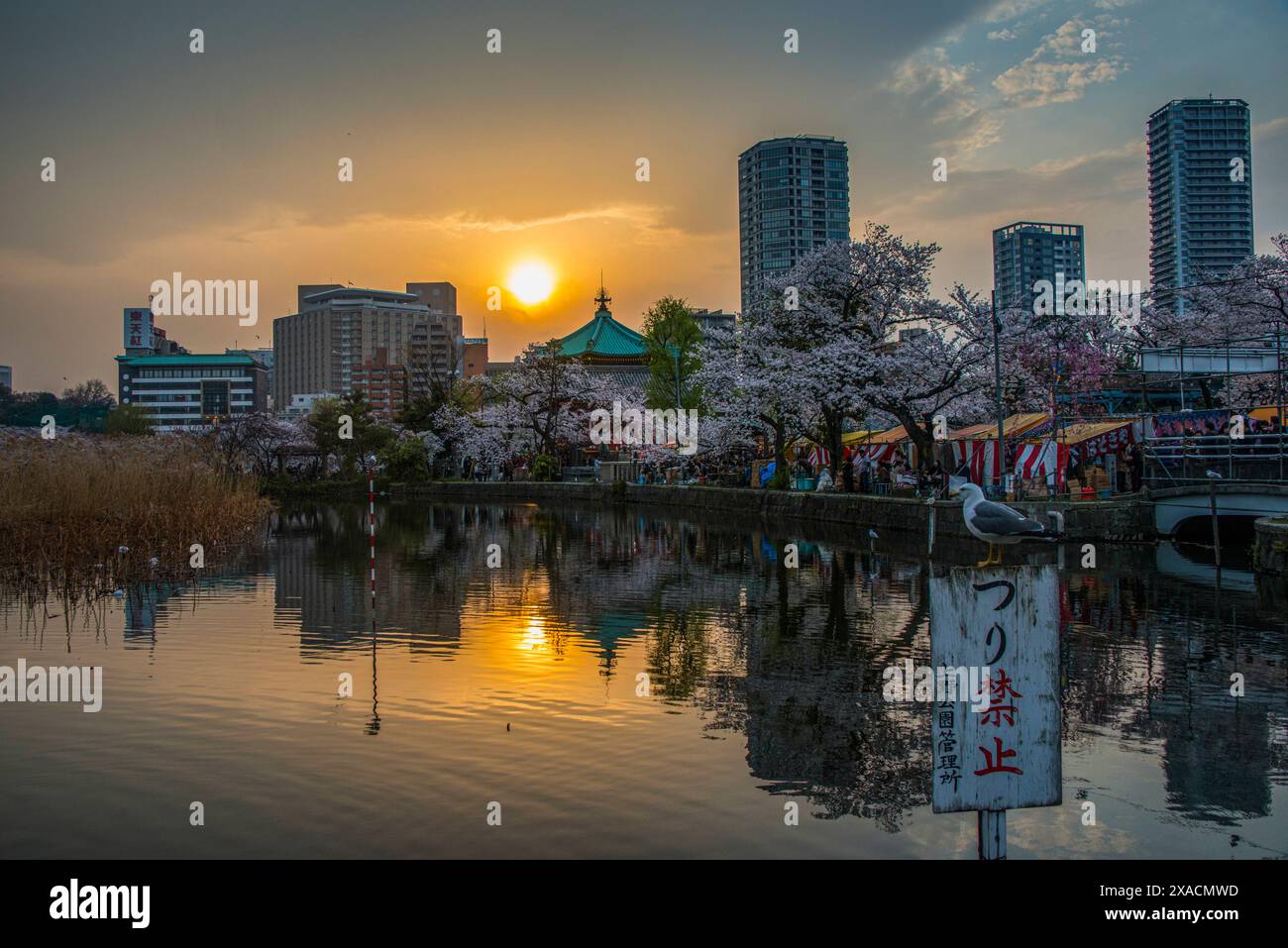 Sunset and Cherry blossom in the Ueno Park, Tokyo, Honshu, Japan, Asia ...