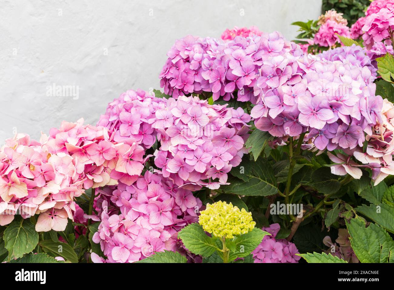photography of pink and purple hydrangea flowers on branches with green ...