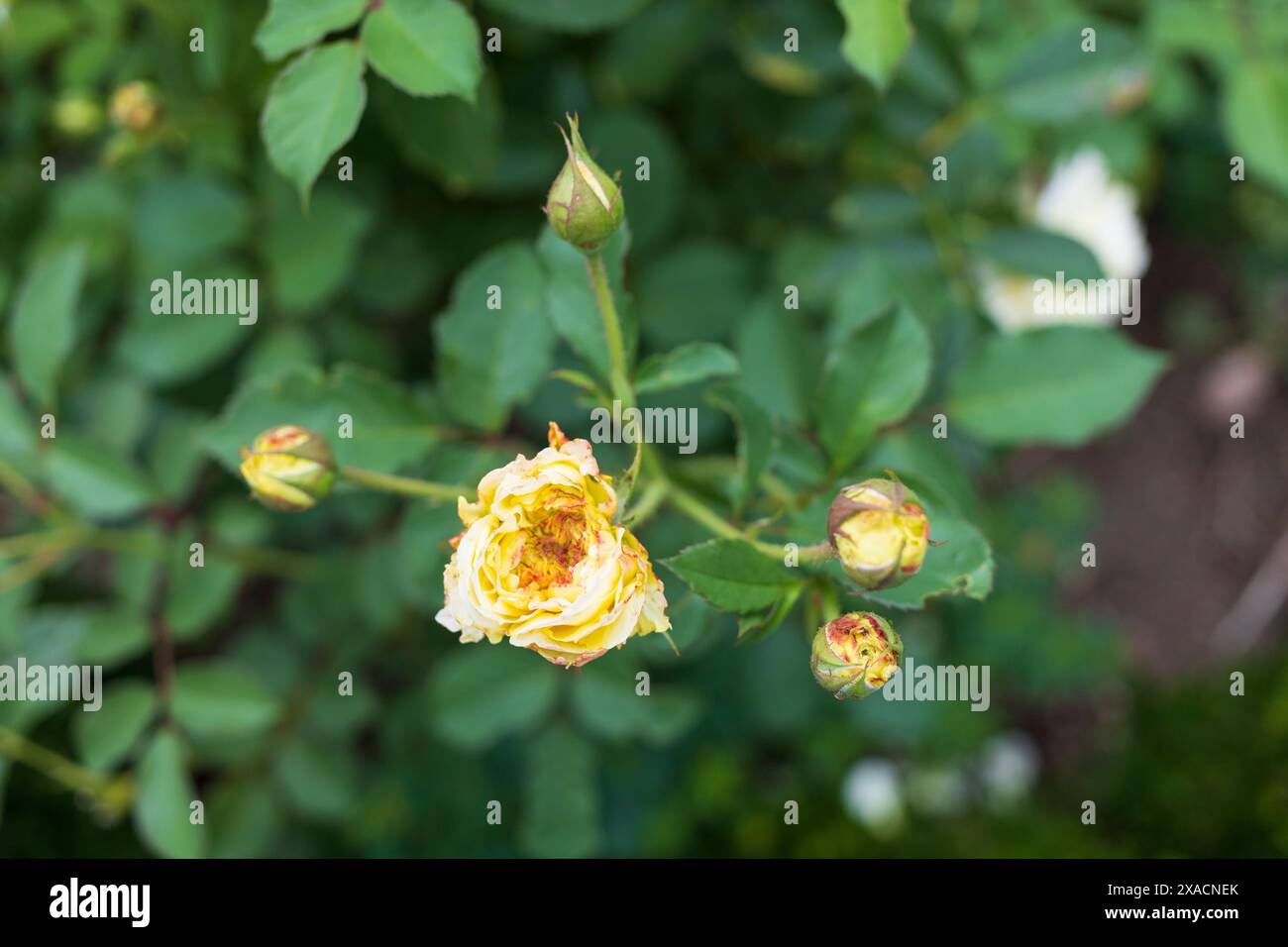 close-up photography of a yellow English rose flower buds on a blurred ...