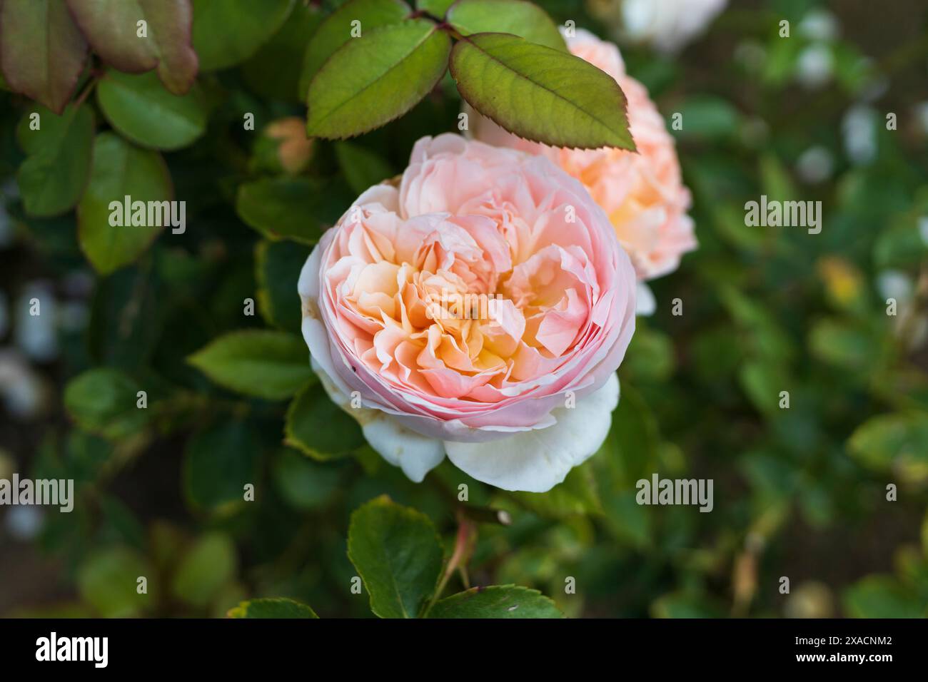close-up photography of a yellow pink English rose flower on a blurred ...