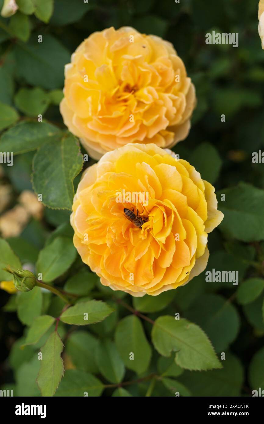 close-up photography of two yellow English rose flowers with a bee ...