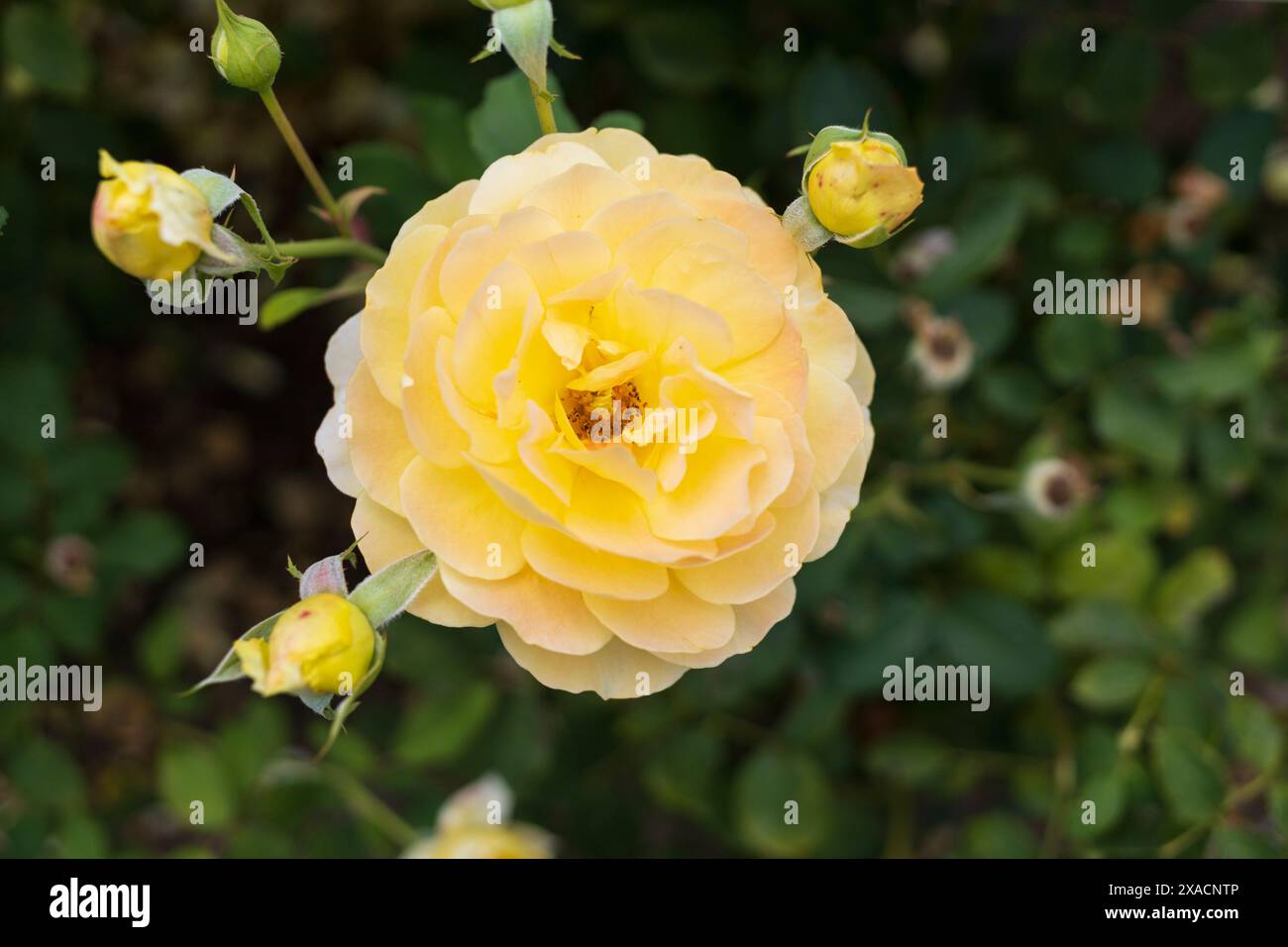 close-up photography of a yellow English rose flower with buds on a ...