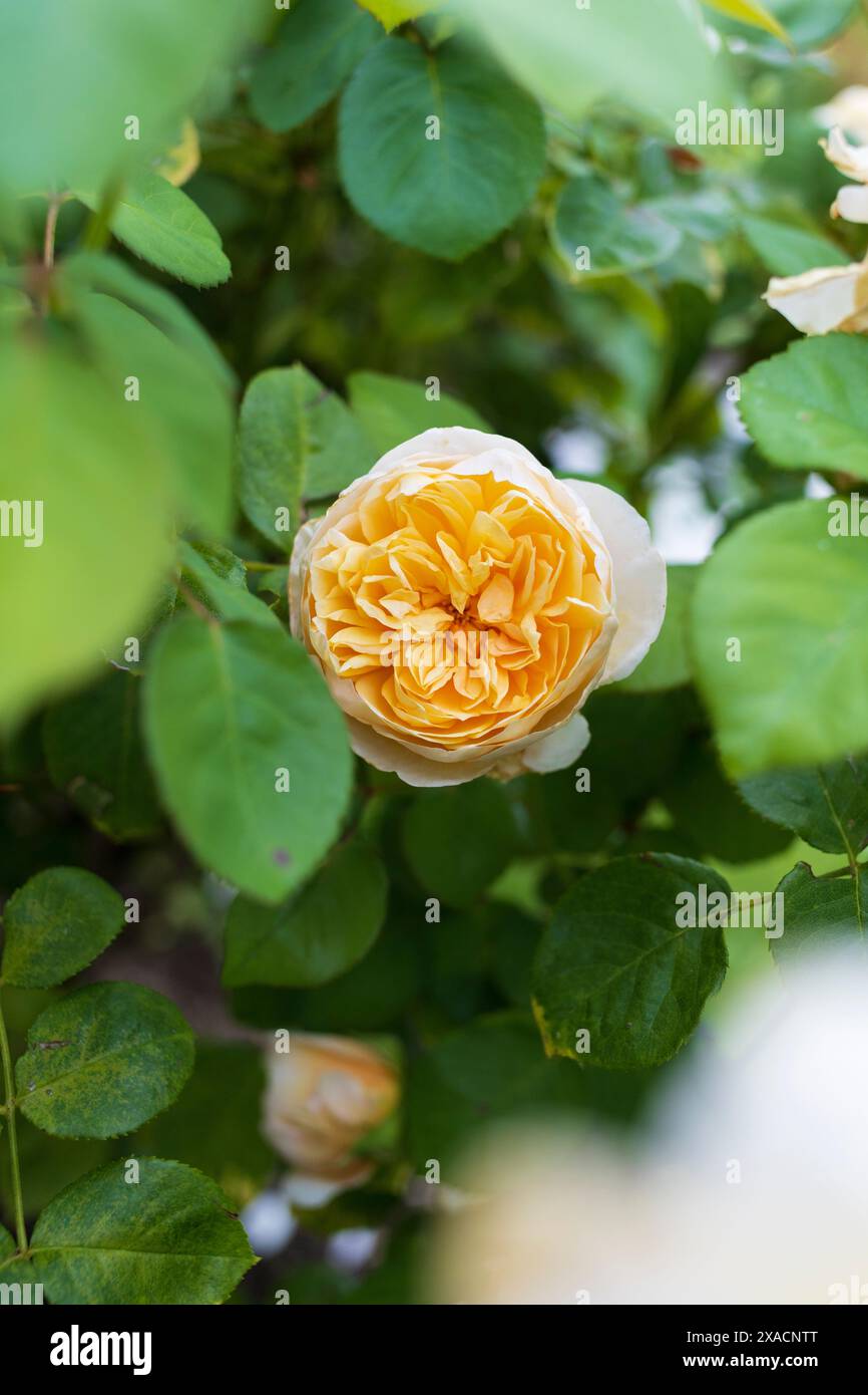 close-up photography of a yellow pink English rose flower on a blurred ...