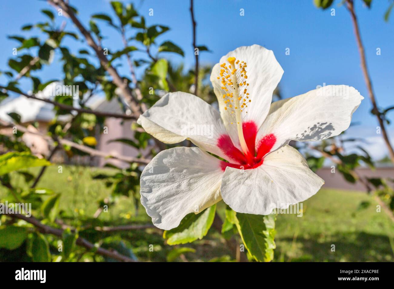 White Chinese Hibiscus flower Hibiscus rosa-sinensis, Bermuda, North ...