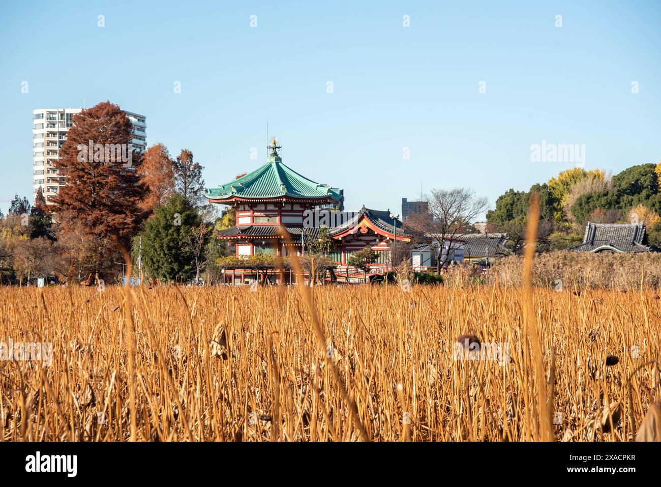Ueno Park in autmn, Lotus Lake with Shinobazunoike Benten-do Temple ...