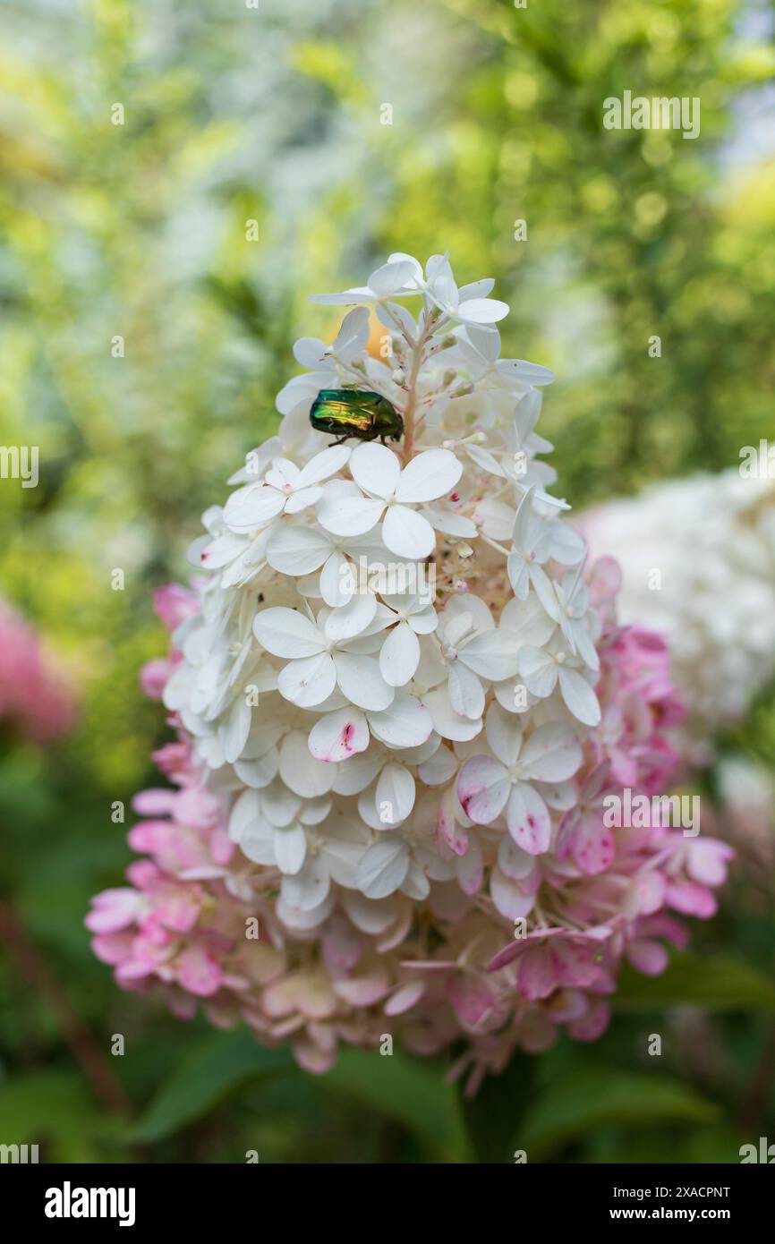 close-up photography of a white pink hydrangea flower with green bug on ...