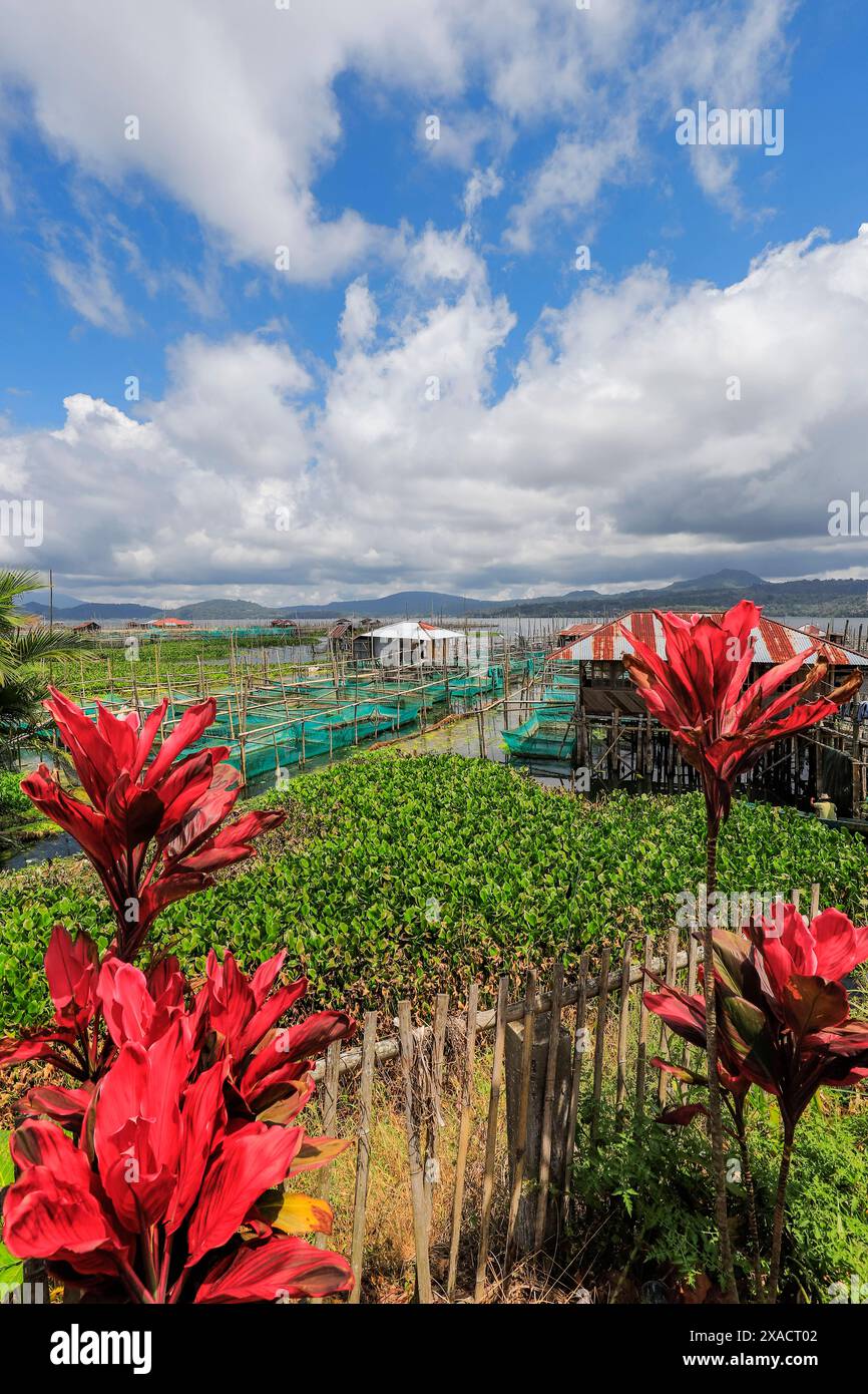 Excessive water hyacinth growth and fish cage farms on this large lake ...