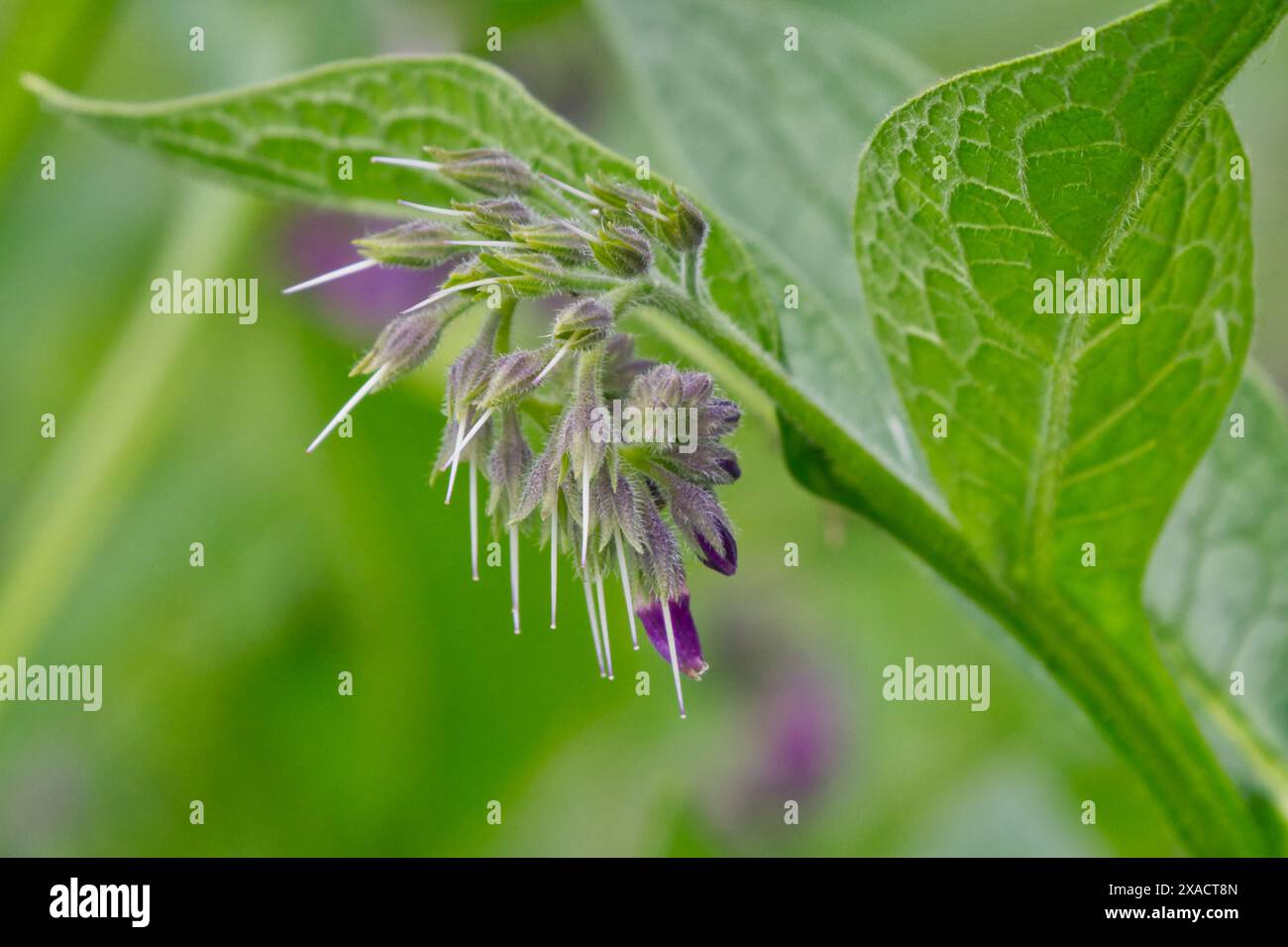 Drooping flower stems hi-res stock photography and images - Alamy