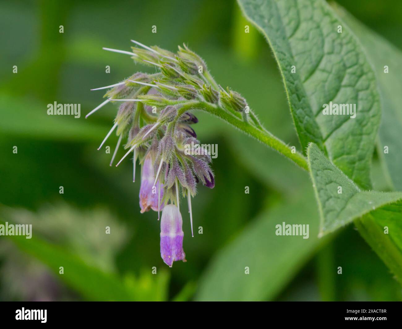 Russian chromery closeup showing the drooping flowers and busy plant ...