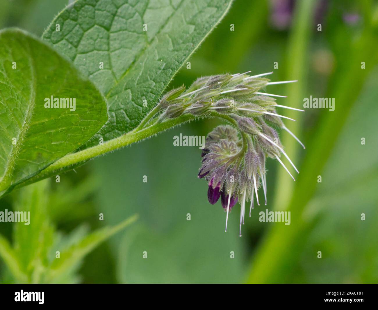 Russian chromery closeup showing the drooping flowers and busy plant ...