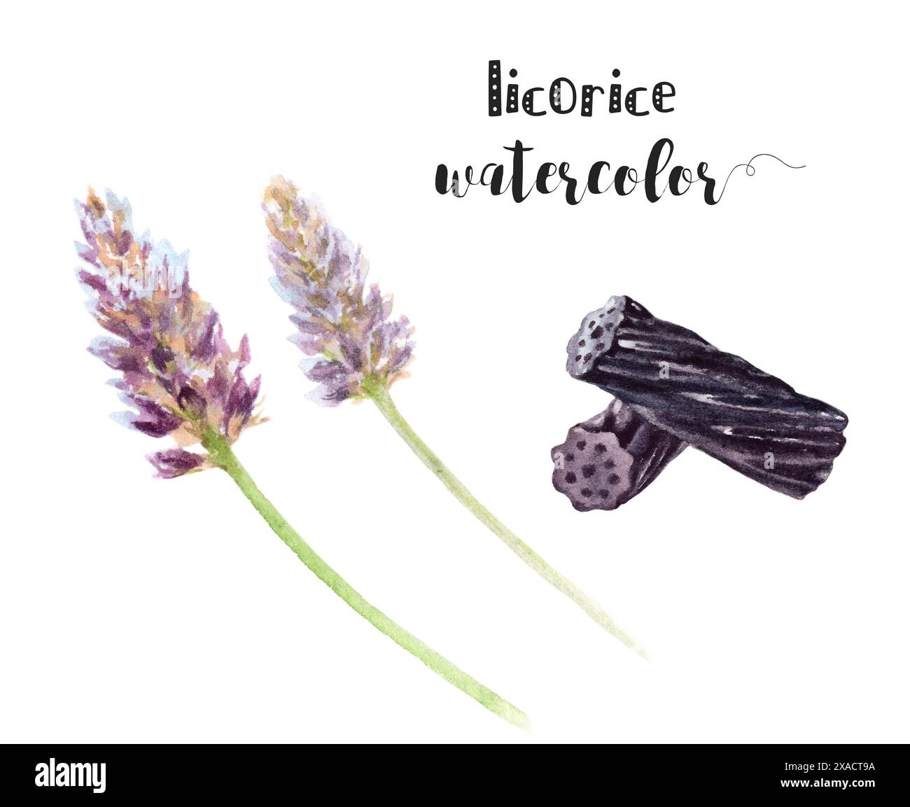 Watercolor Licorice Elements of Leaves, Flowers, and Candy are ...