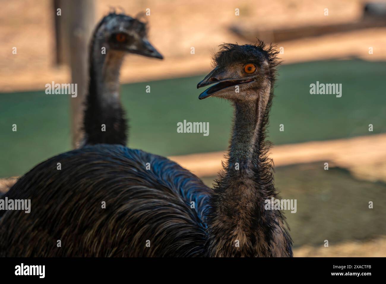 View of two Ostriches at Safari Ostrich Farm, Oudtshoorn, Western Cape ...