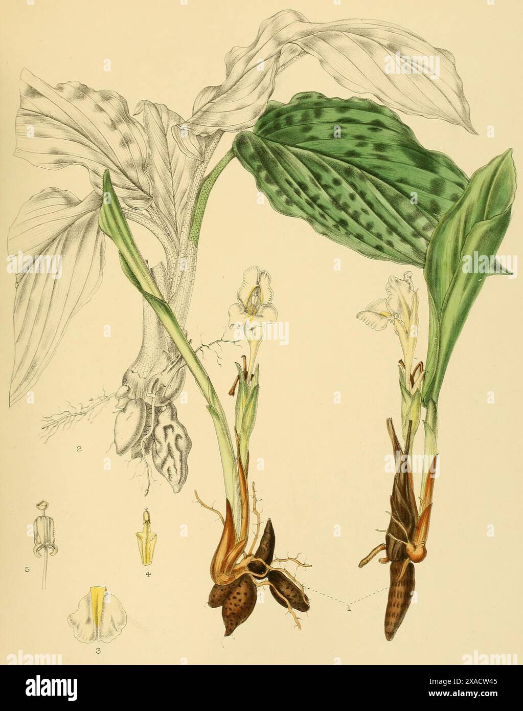 Curcuma oligantha, heimisch in Südostasien, Sri Lanka, digital ...