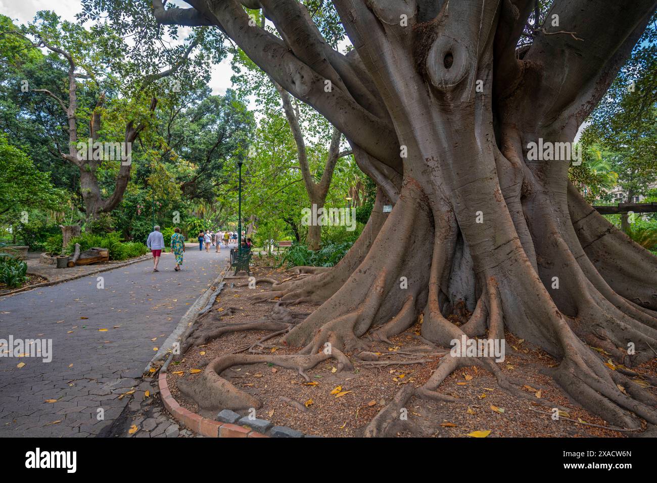 View of large rubber tree, the Company s Garden Giant, Company s Garden ...