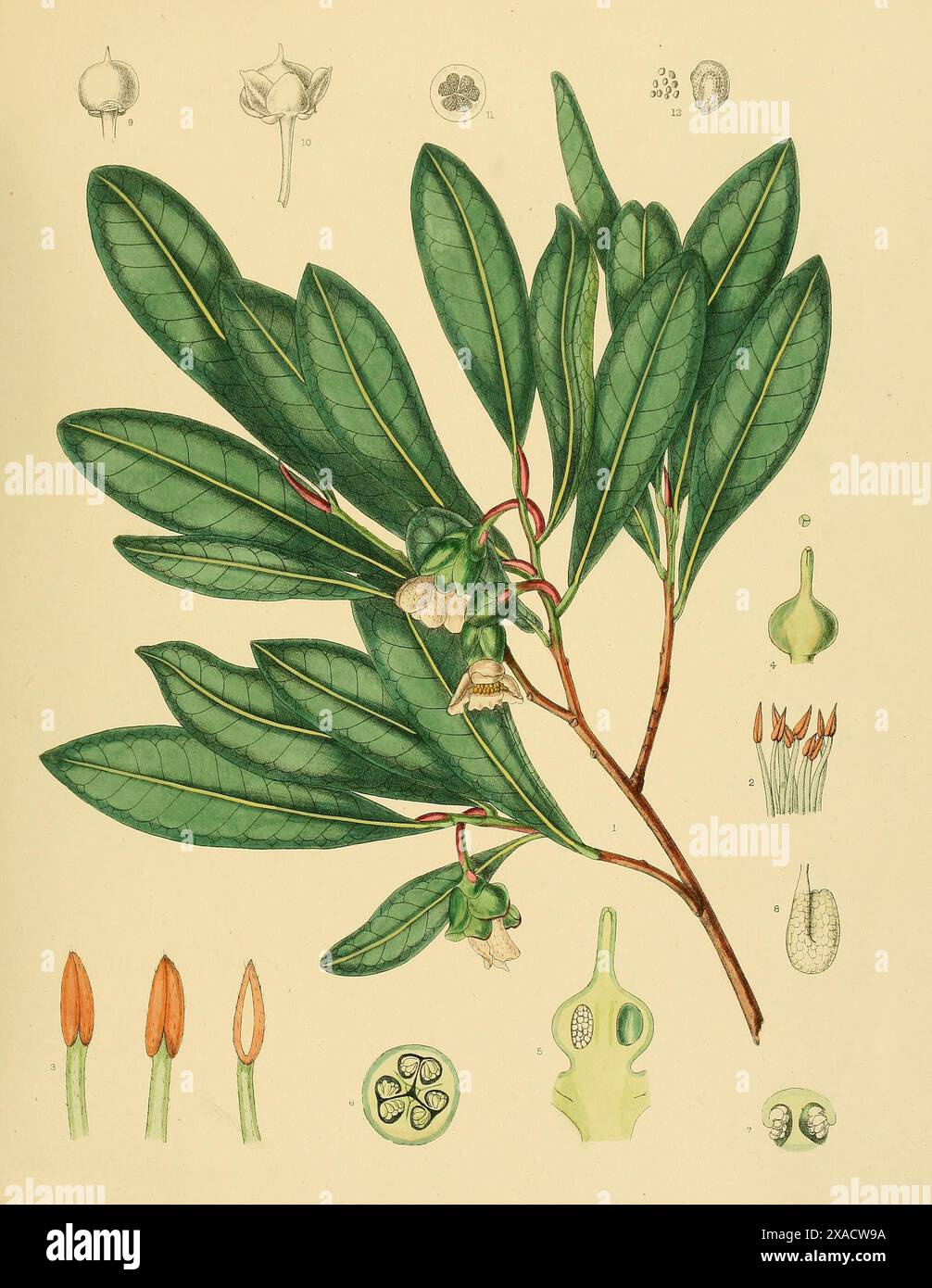 Pentaphylacaceae hi-res stock photography and images - Alamy