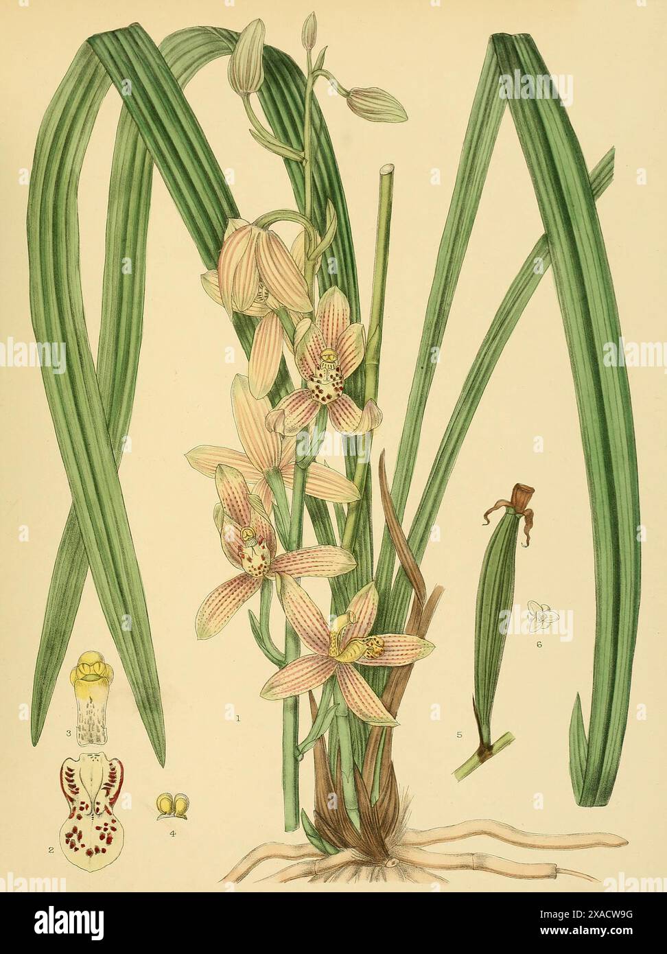 Cymbidium ensifolium, var. Hoematodes, heimisch in Südostasien, Sri ...