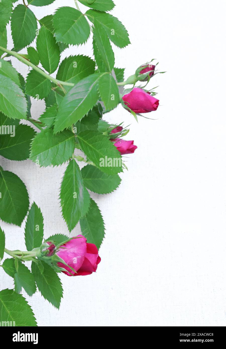 Rose branch with buds and background for design. Spring and nature ...