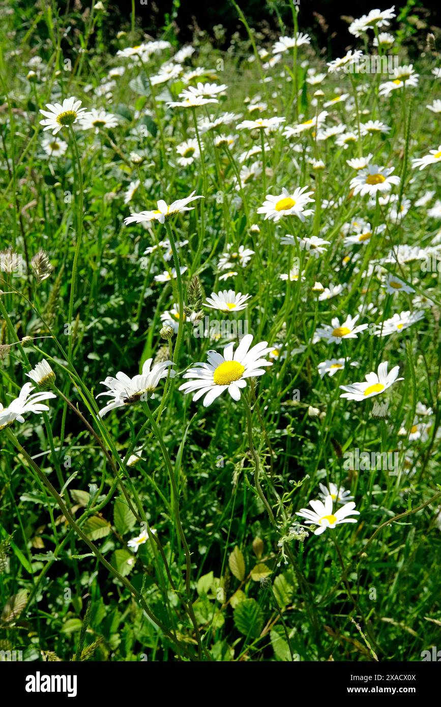 Wildflower meadow england hi-res stock photography and images - Alamy