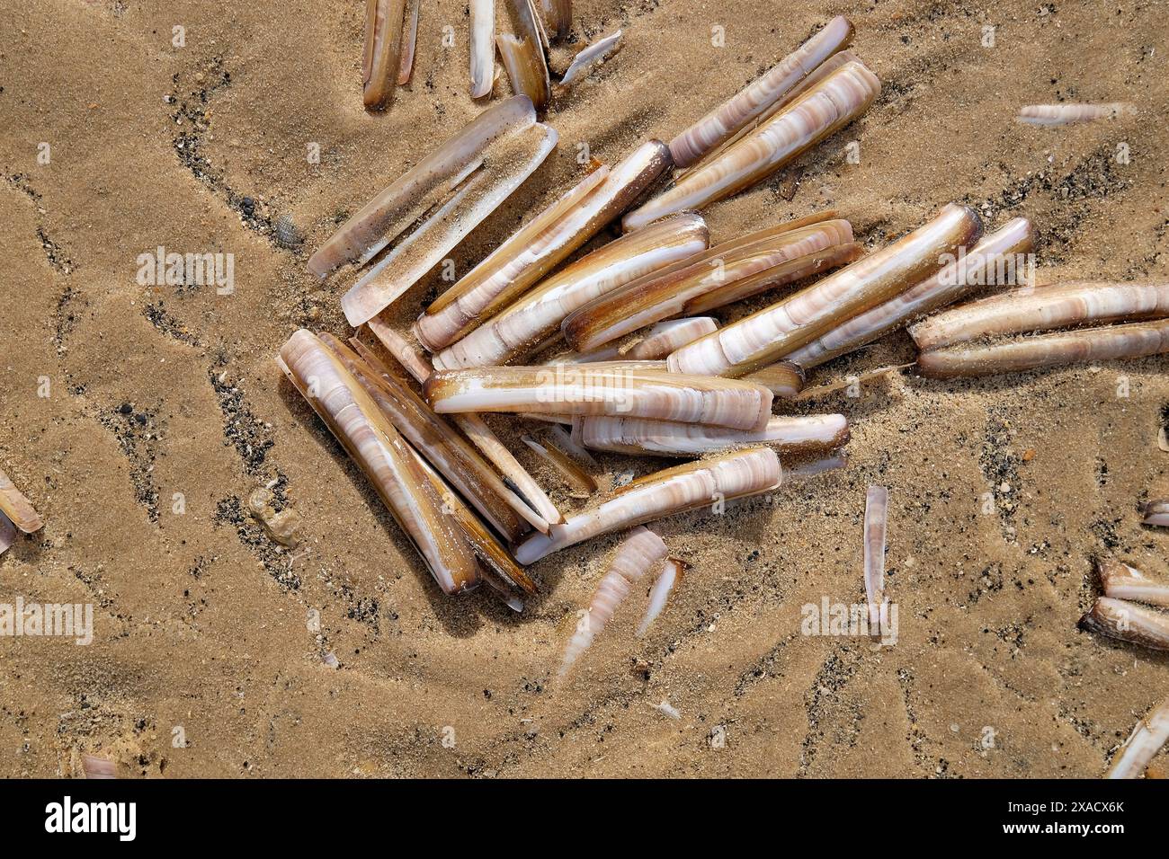 Shells on the north sea beach hi-res stock photography and images - Alamy