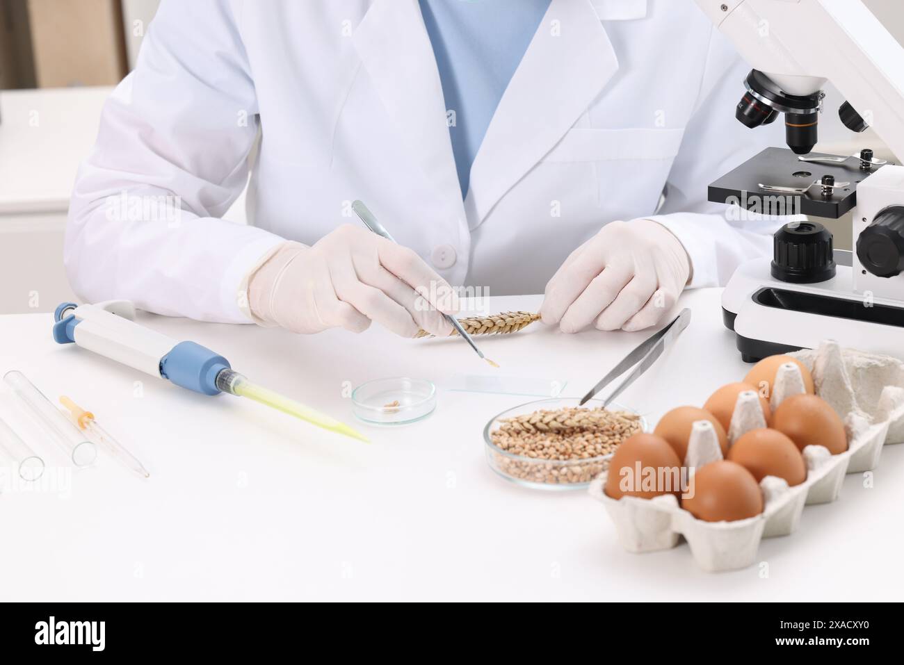 Quality control. Food inspector examining wheat grain in laboratory ...