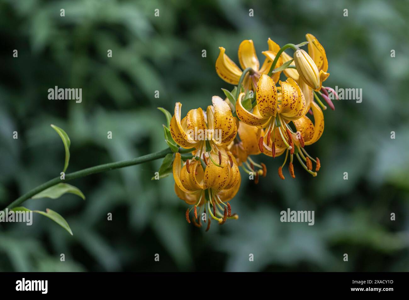Korean Turk's cap lily (Lilium hansonii), Emsland, Lower Saxony ...