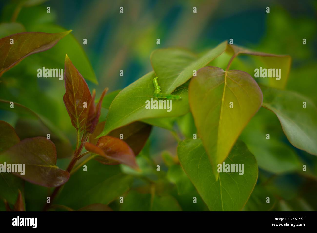 Caterpillar on a leaf. High quality photo Stock Photo - Alamy