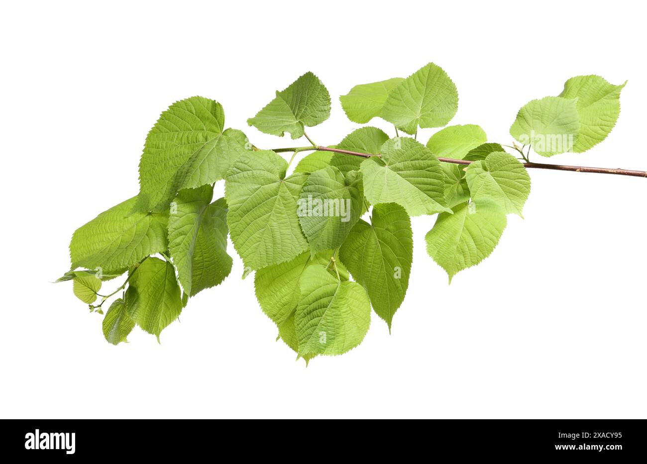 Branch of linden tree with young fresh green leaves isolated on white ...