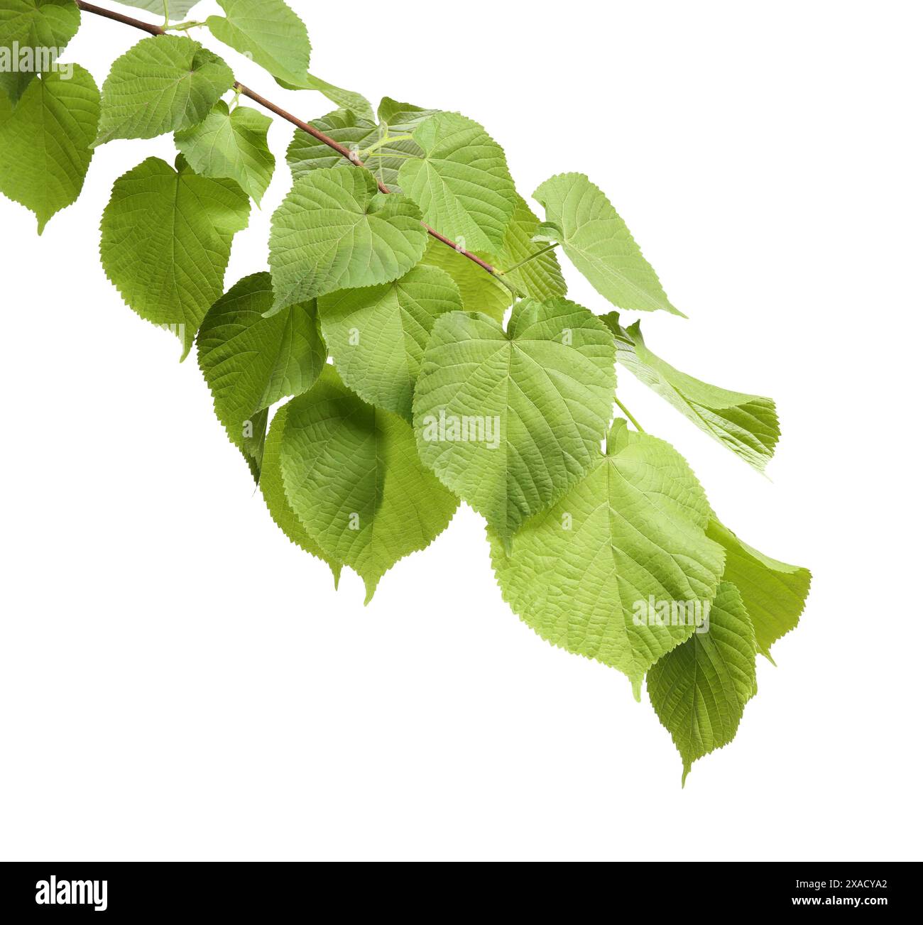 Branch of linden tree with young fresh green leaves isolated on white ...