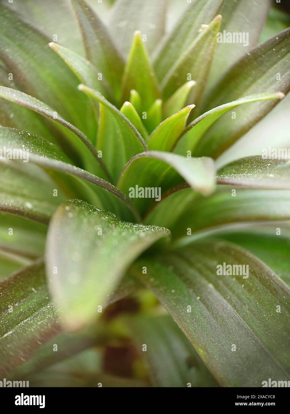 Close-up view of green (Lilium) leaves showing fresh growth in nature ...