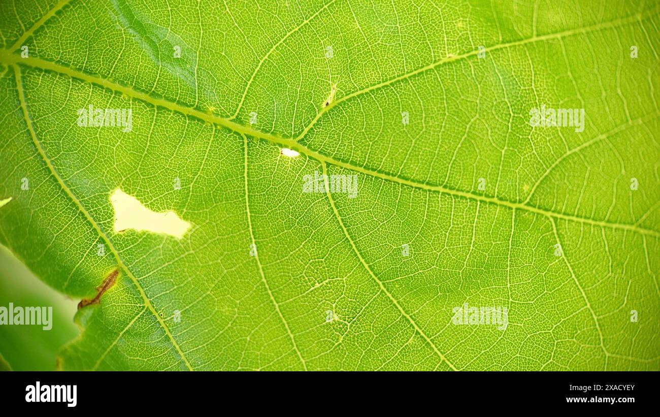 Close-up of a green leaf (Folium quercus) showing intricate vein ...