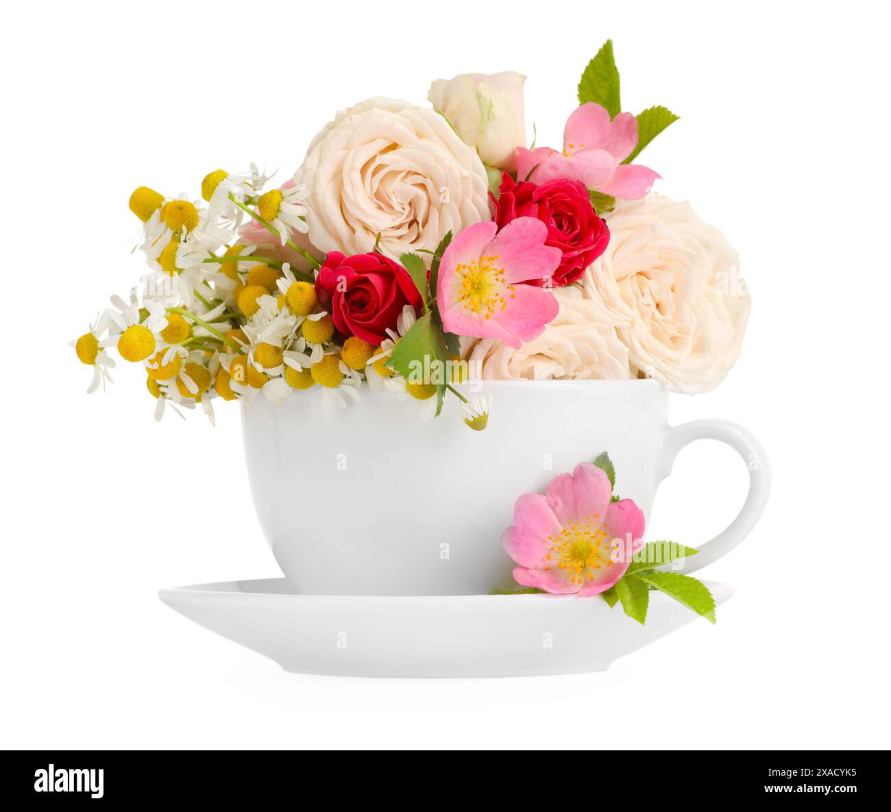 Pink rosehip flower in spring Cut Out Stock Images & Pictures - Alamy