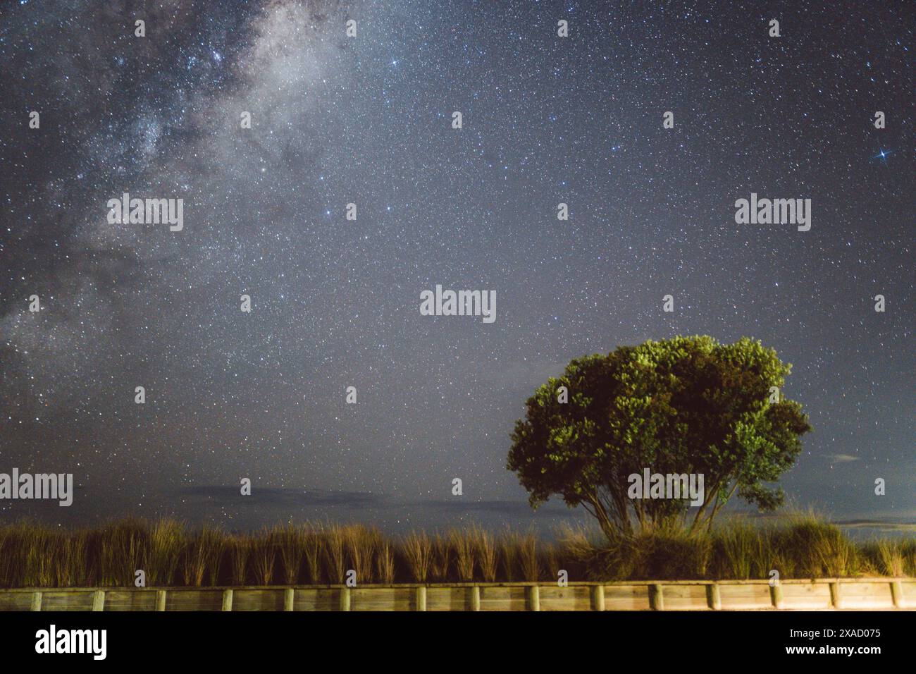A tree and tall grass under the starry night sky with the Milky Way ...