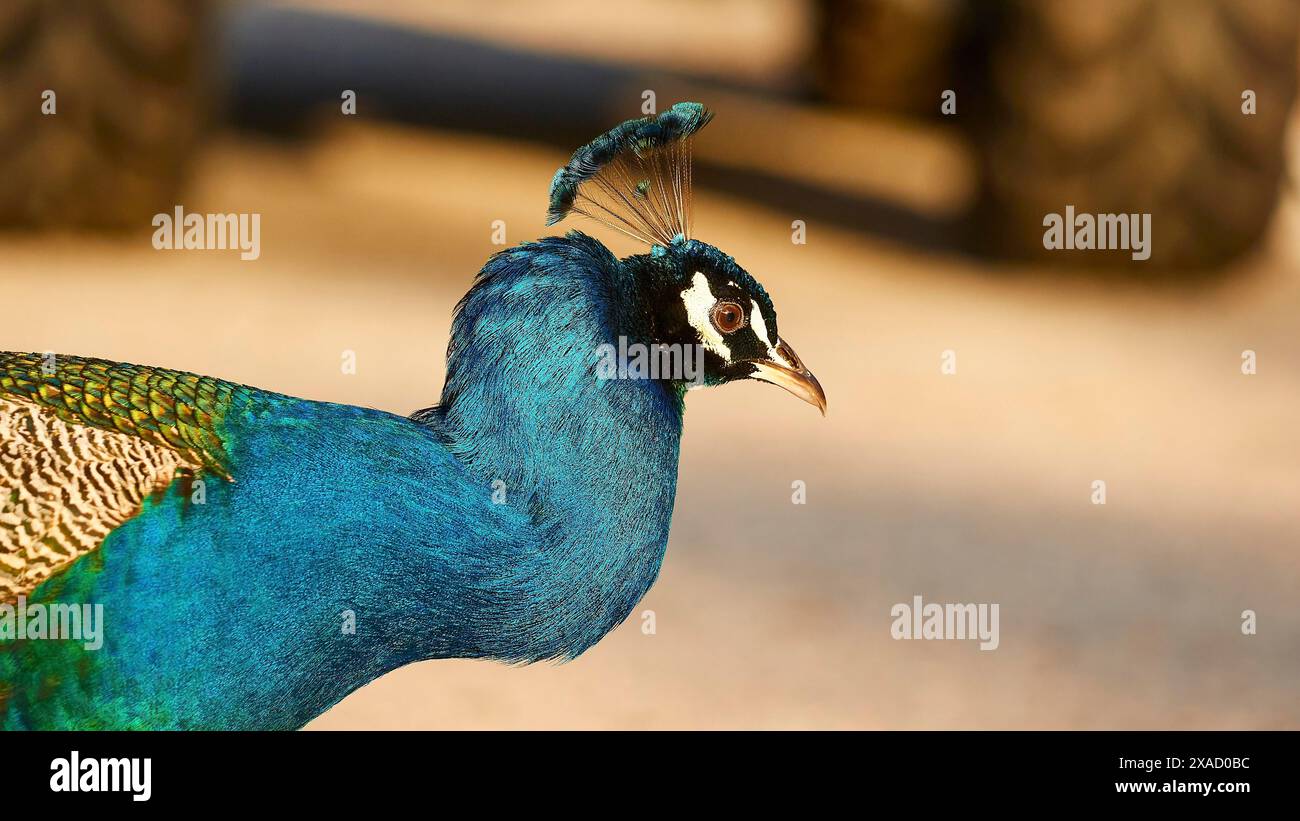 Side view of a peacock (pavo) with bright blue and green feathers, the ...