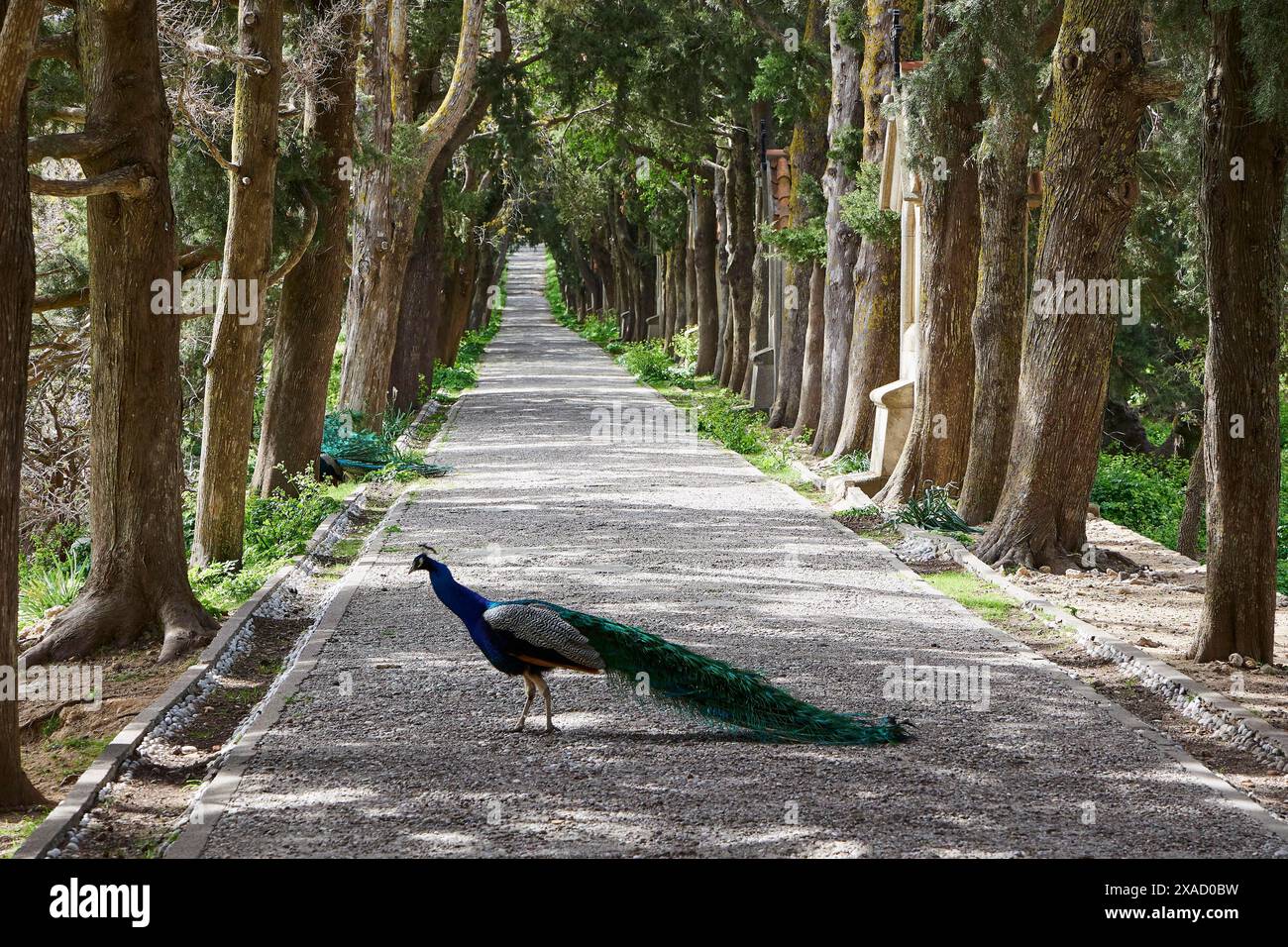 A peafowl (pavo) walks on a gravel path surrounded by tall cypress ...