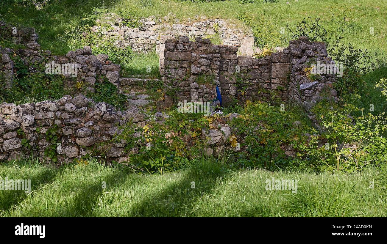 Ruins of Byzantine churches, stone ruins overgrown with plants in a ...