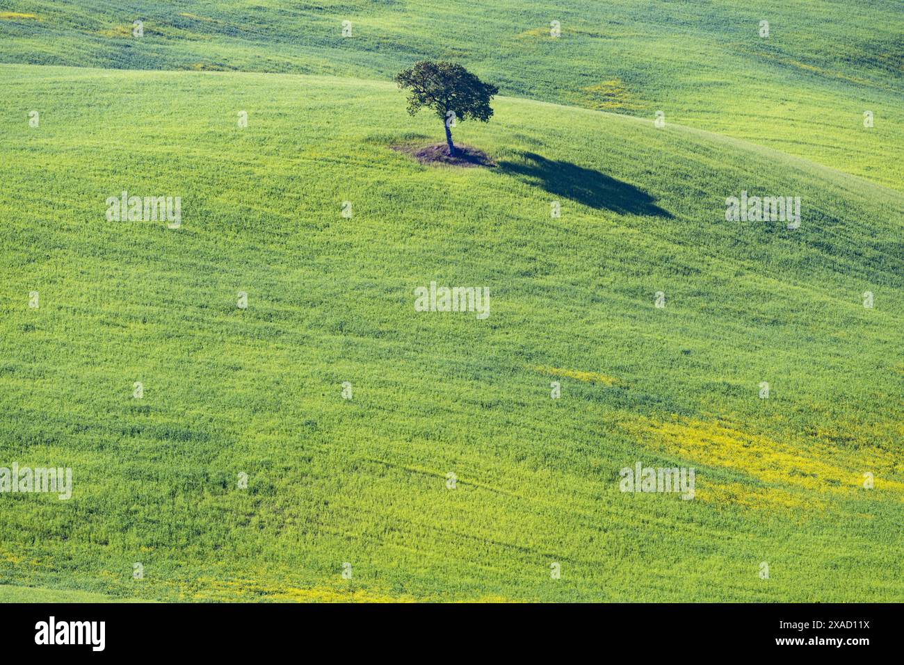 Mulberry tree (Morus) in a field with flowering yellow broom (Genista ...