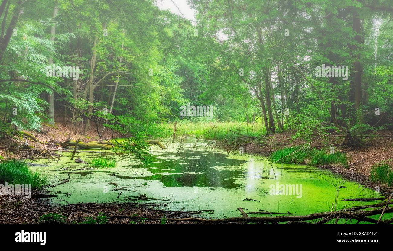 Landscape at Hellsee in Lanke, Bernau, Brandenburg, Germany Stock Photo ...