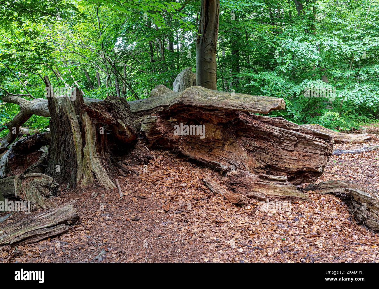 Landscape at Hellsee in Lanke, Bernau, Brandenburg, Germany Stock Photo ...