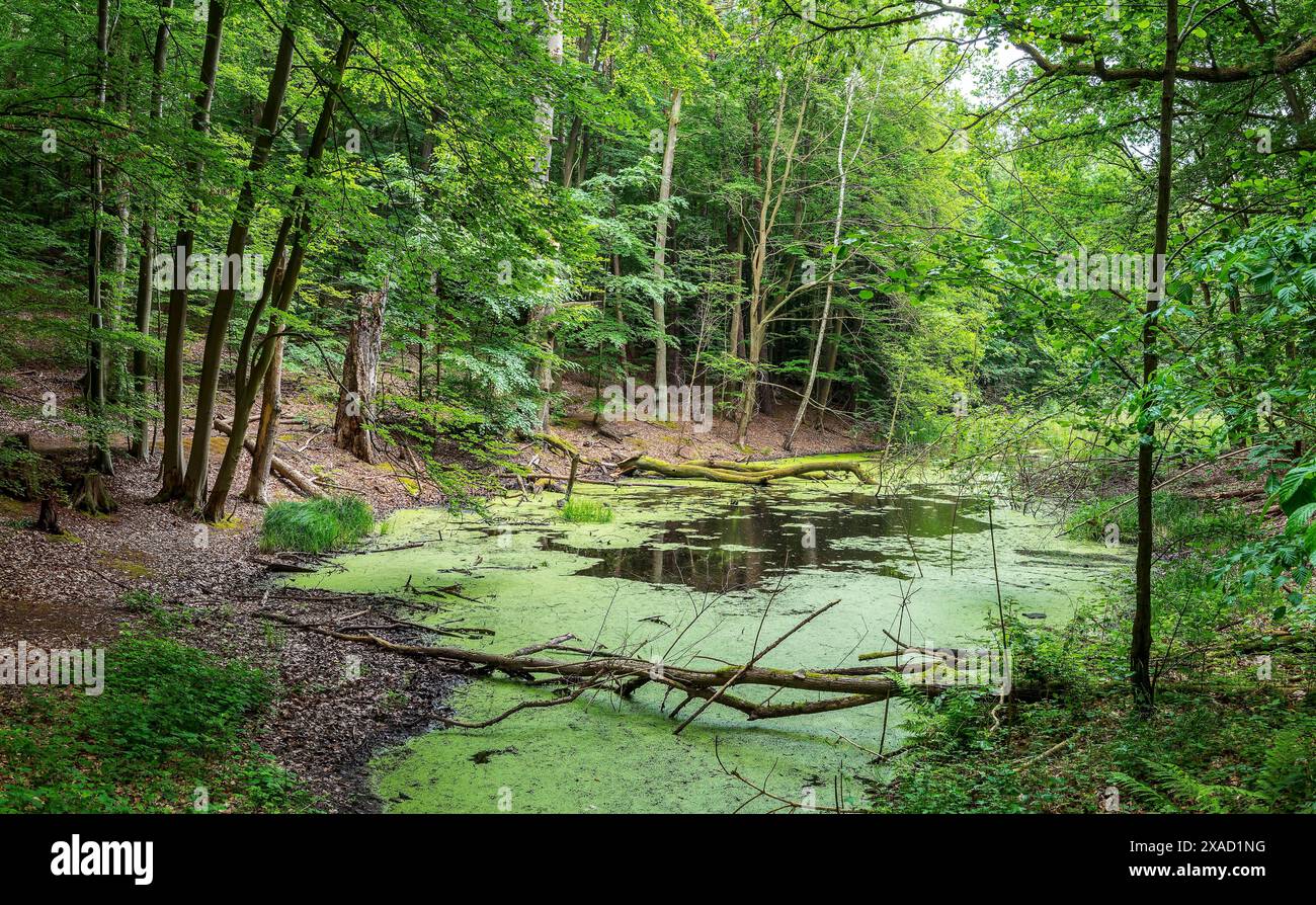 Landscape at Hellsee in Lanke, Bernau, Brandenburg, Germany Stock Photo ...