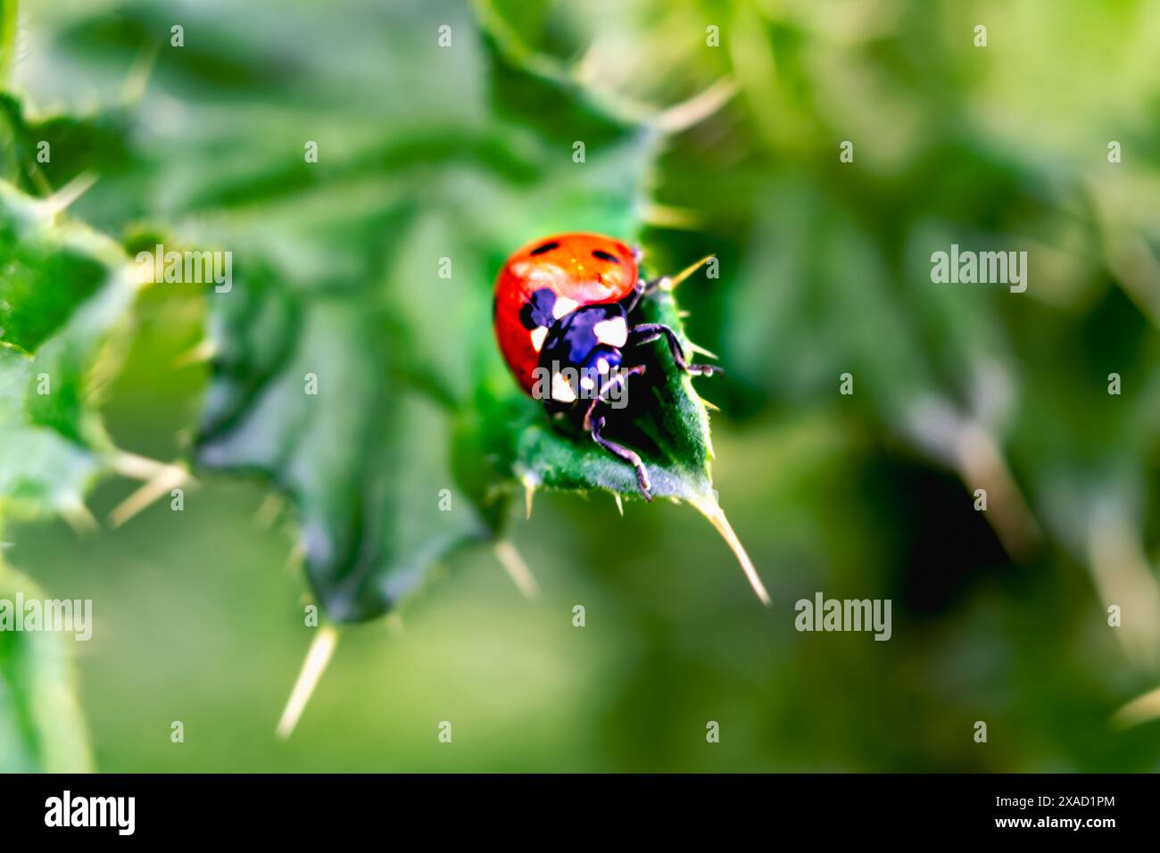 Ladybug on a thistle, little round beetle, red with black spots ...