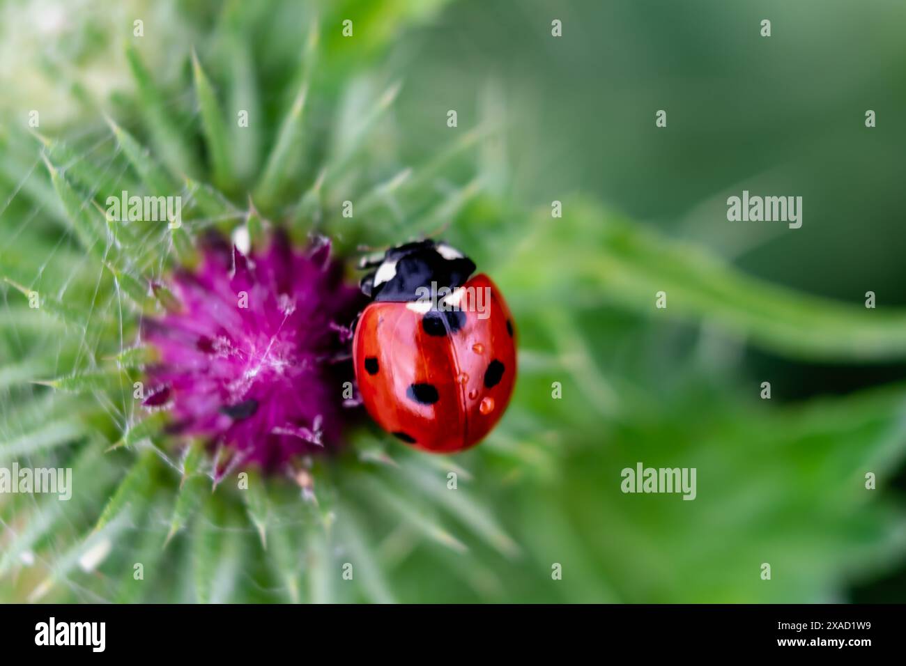 Ladybug on a thistle, little round beetle, red with black spots ...