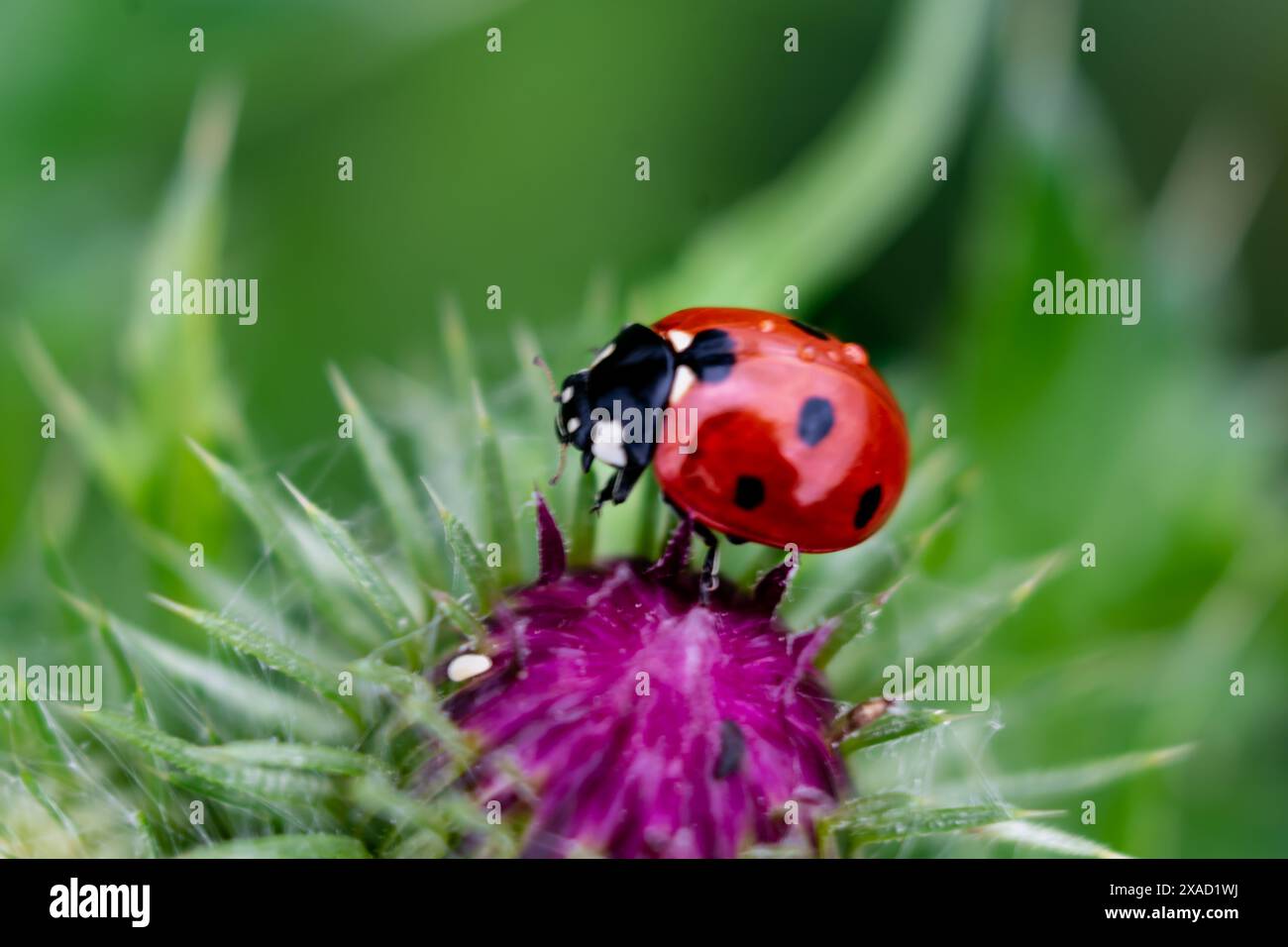 Ladybug on a thistle, little round beetle, red with black spots ...