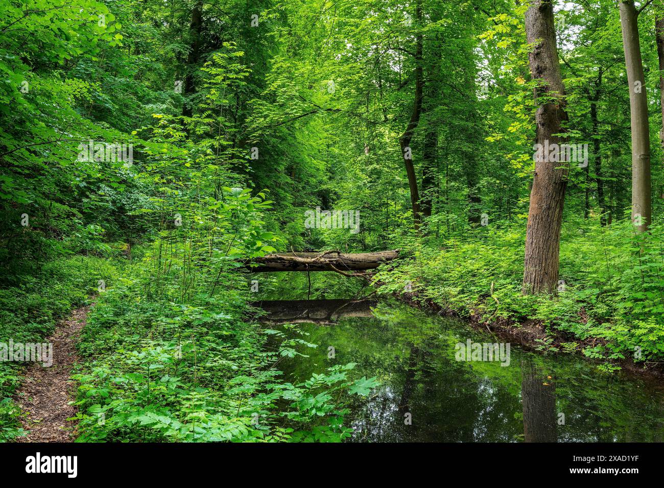Landscape at Hellsee in Lanke, Bernau, Brandenburg, Germany Stock Photo ...